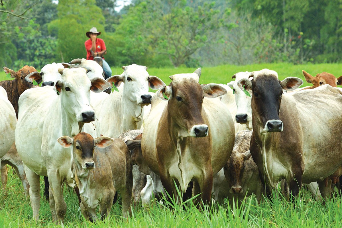 Carne de res un gran alimento - Revista Maxi Online