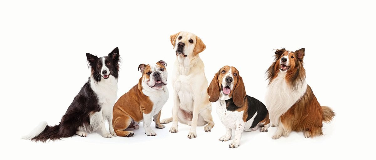 El pelaje de su perro - Revista Maxi Online