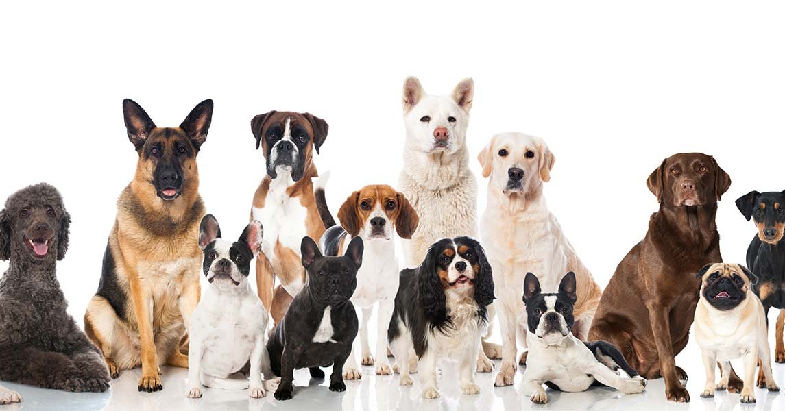 El pelaje de su perro - Revista Maxi Online